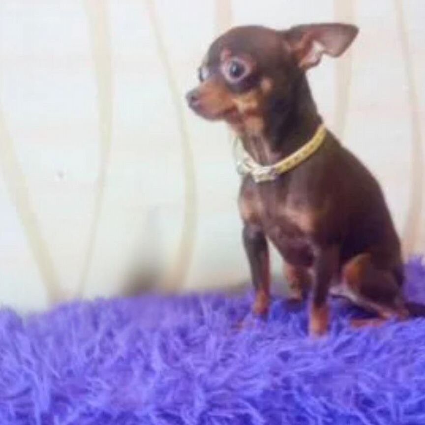 Русский той-терьер, взрослая собака