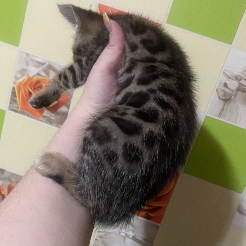 Бенгальские котята и шотладские шиншиллы