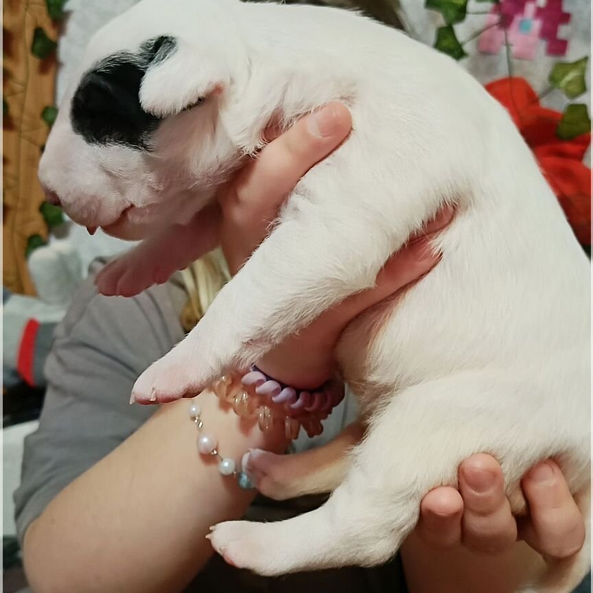 Бультерьер, щенок