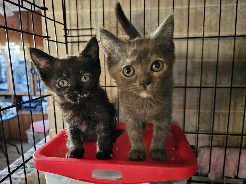 Котята девочки черераховрго окраса 3 мес Привиты