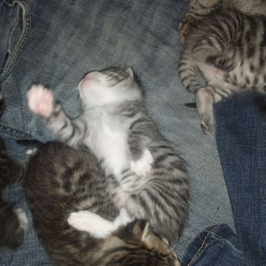 Котята в ответственные руки