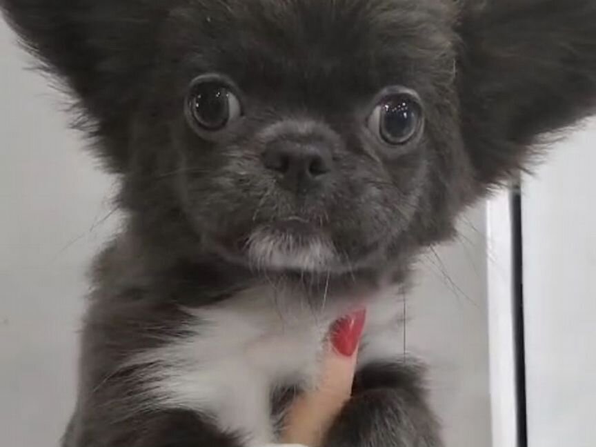 Чихуахуа мини девочка