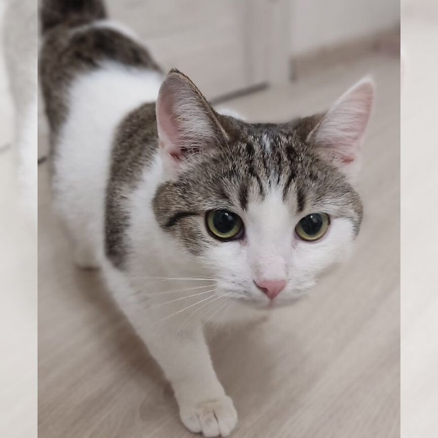 Взрослая, кошка в добрые руки