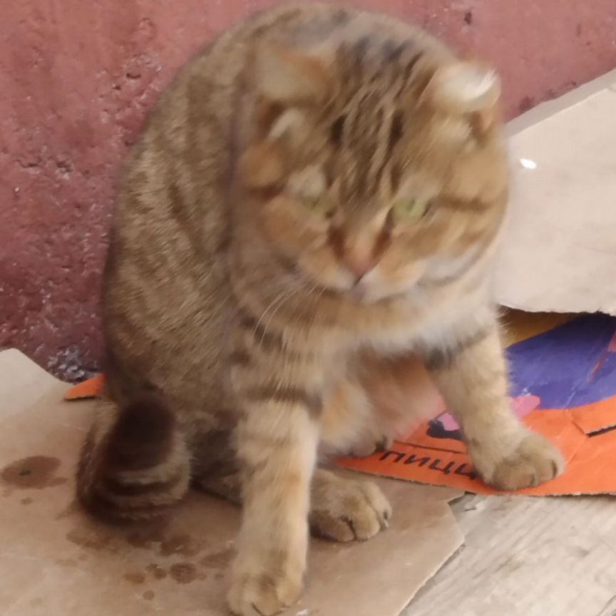 Кошка
