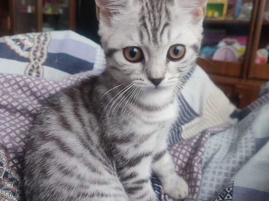 Шотландская прямоухая