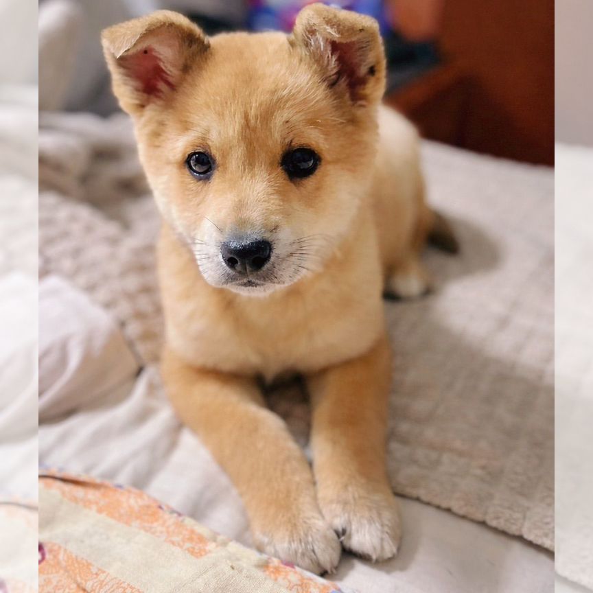 Щенок в добрые руки