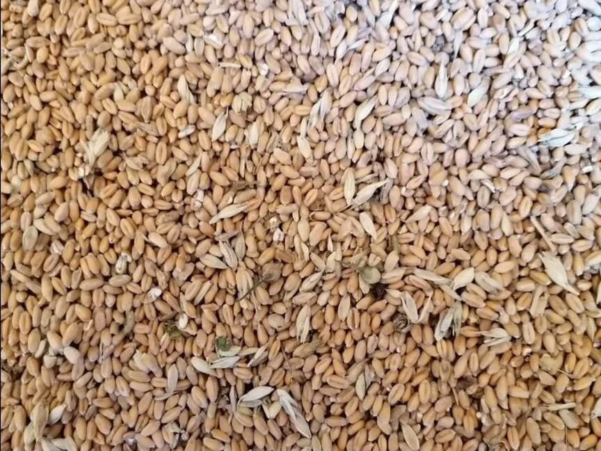 Фуражная пшеница, Пшеница яровая корма