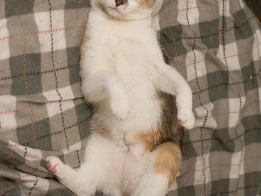 Смешная кошка Лея