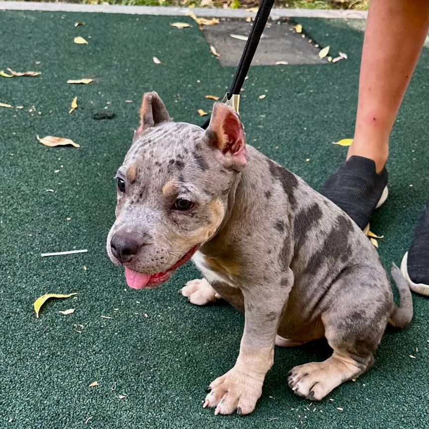 Американский булли мерль