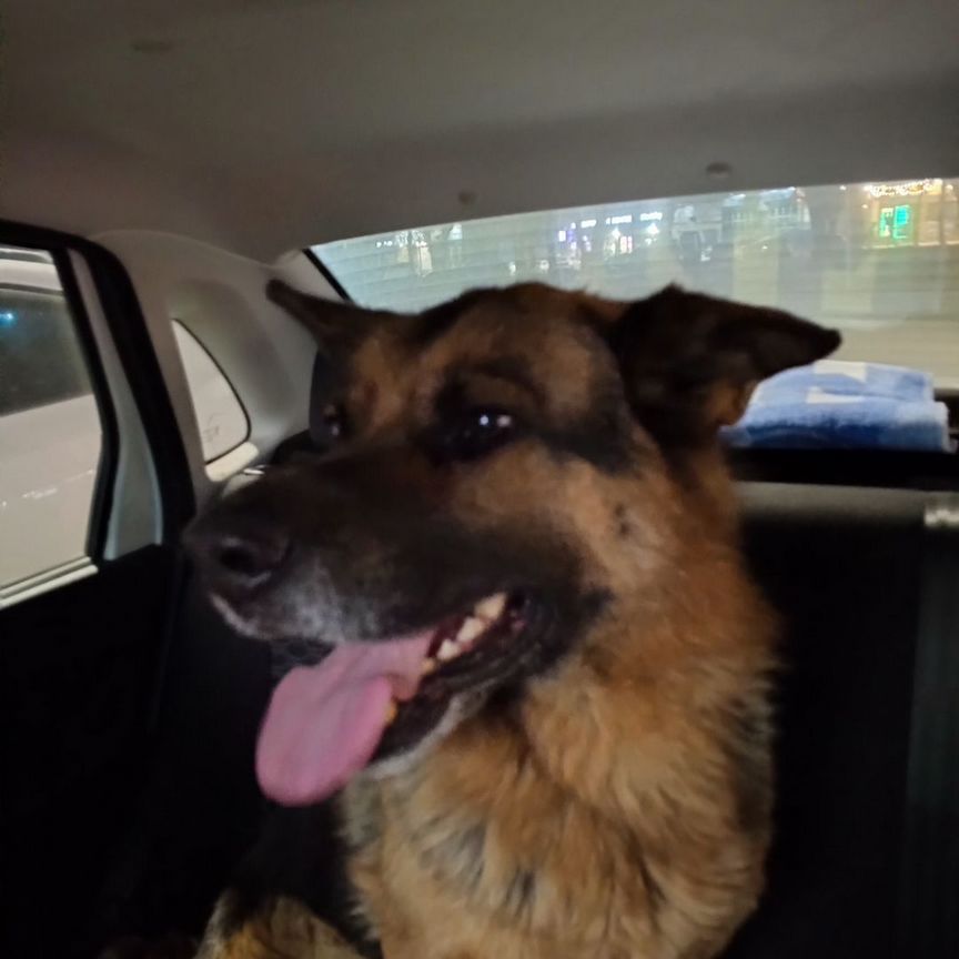 Найден метис немецкой овчарки