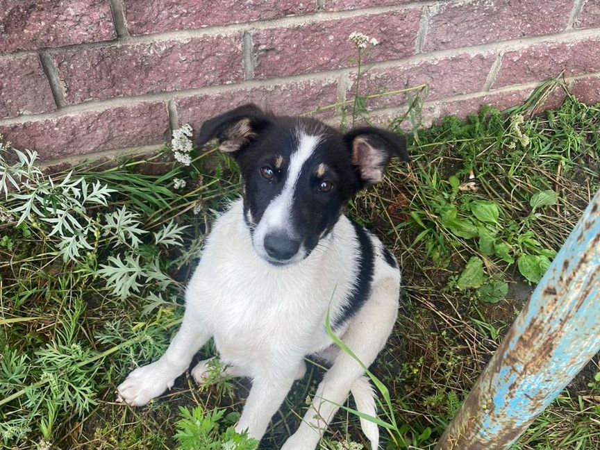 Крутой мальчишка ищет дом