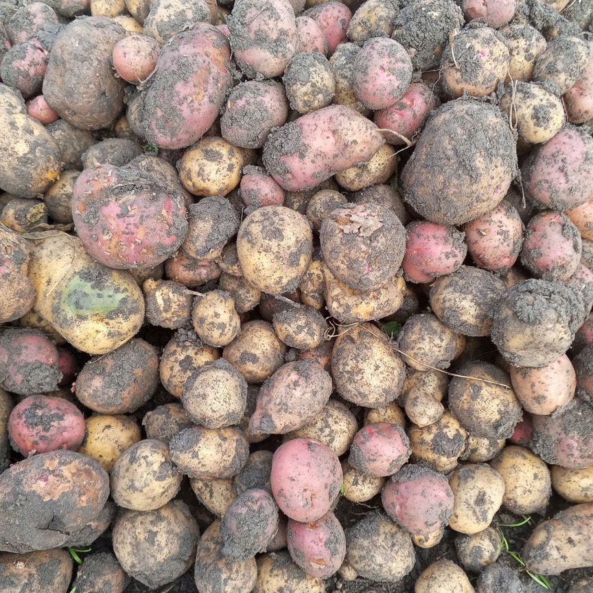 Картофель мелкий на корм скоту