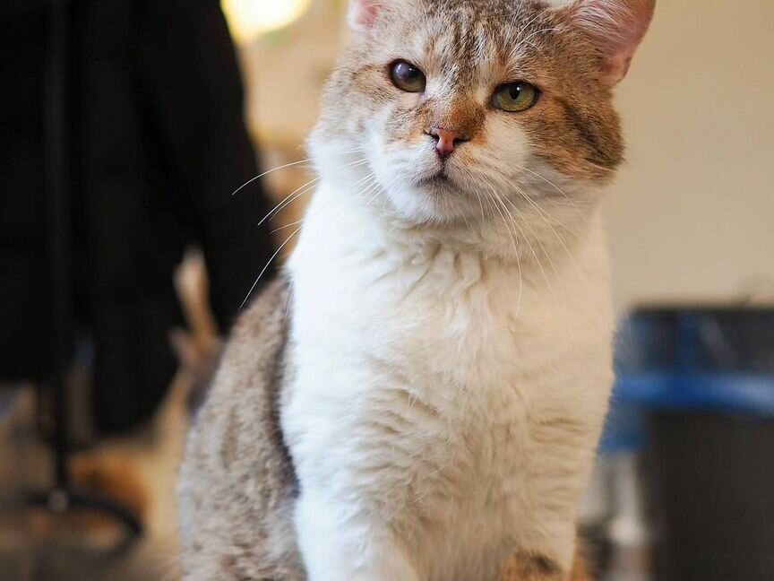 Пушистый джентльмен готов покорить ваше сердце