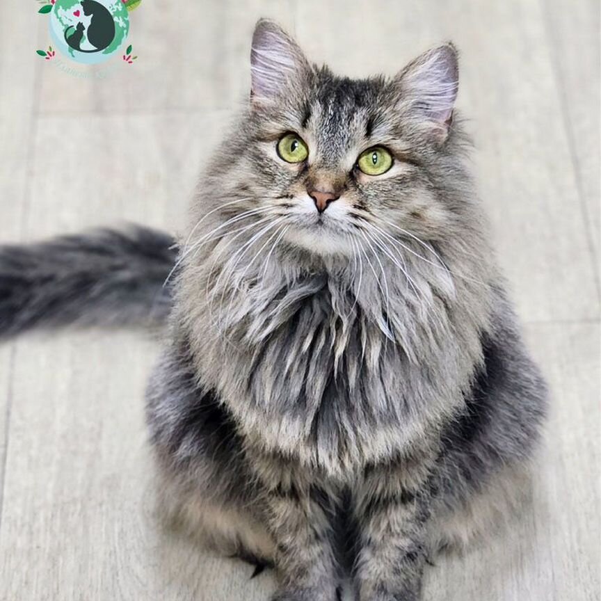 Сибирская царица Мисандра принесет вам счастье