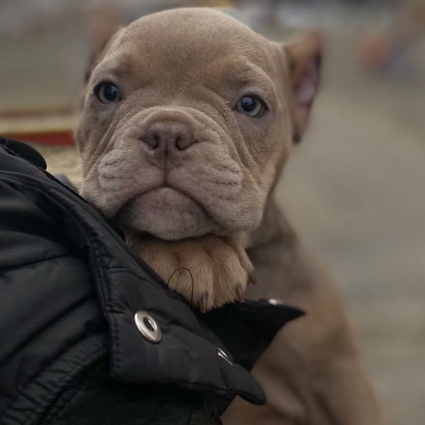 Американский булли, щенок