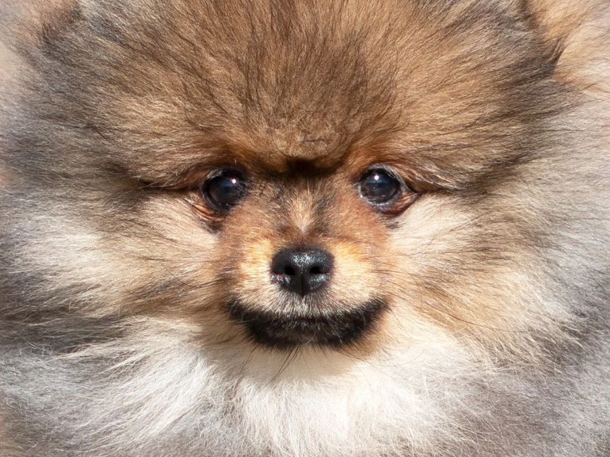 Мальчишечка шпиц