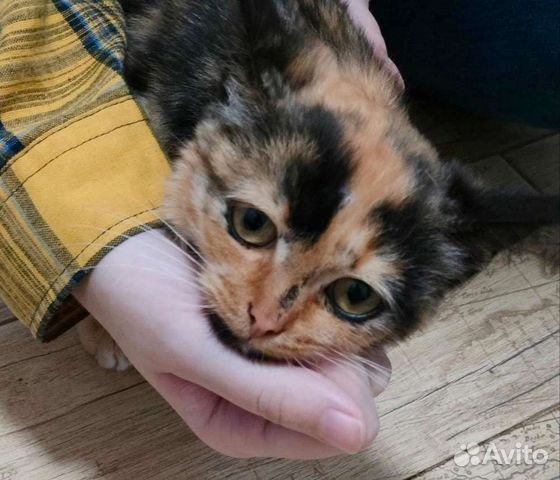 Малышка Хэппи ищет доброе сердце., 5 месяцев