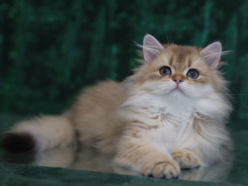 Британская золотая шиншилла