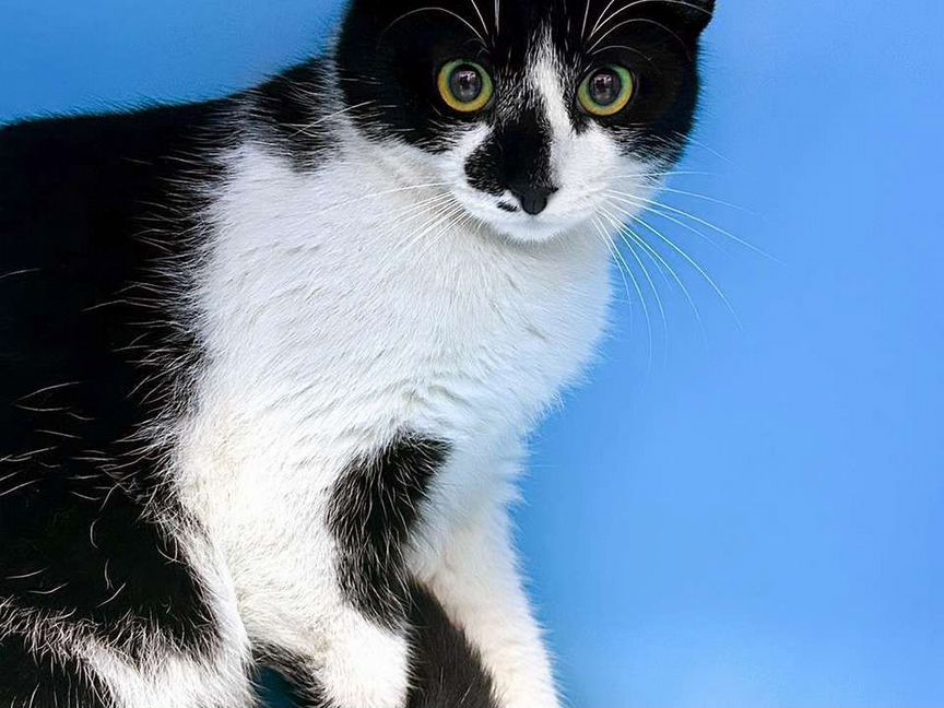 Котенок Коржик ищет любящих котородителей