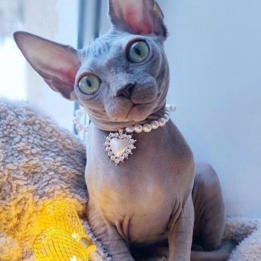 Канадский сфинкс голубой солид девочка