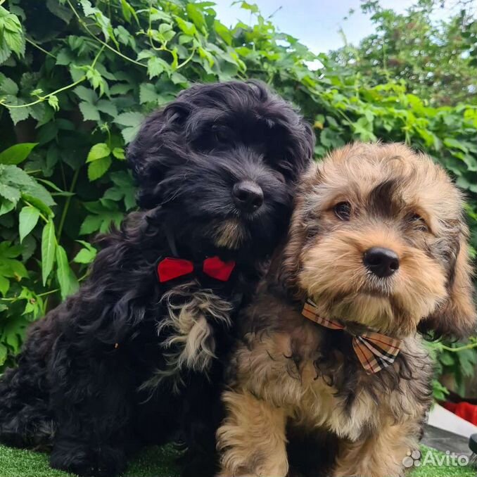 Щенки мальтi-пу Коко-пу kава-пу