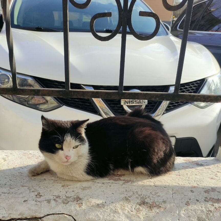 Котика бросили хозяева