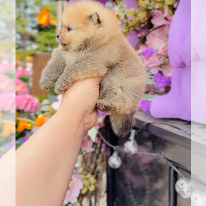 Померанский шпиц мини микро