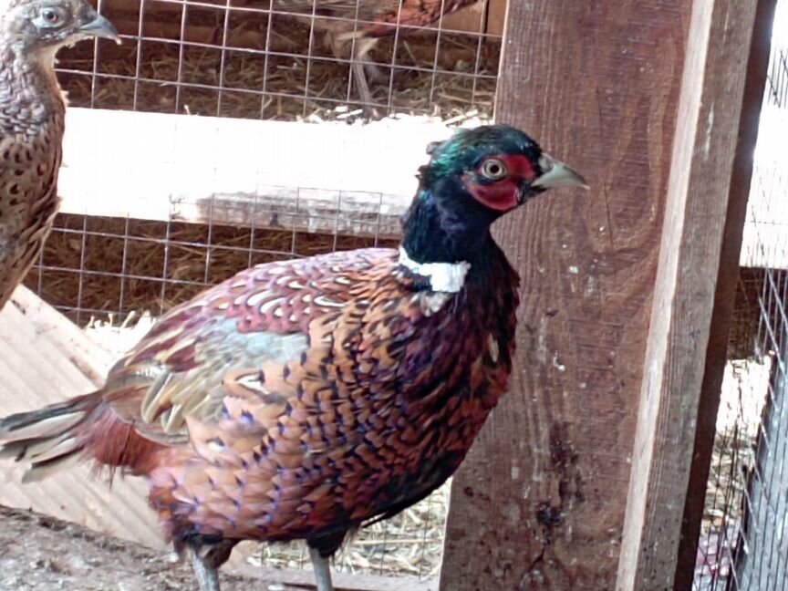 Продам фазанов