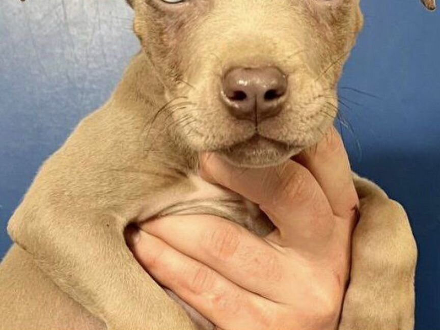 Прайтер мальчик изабелла