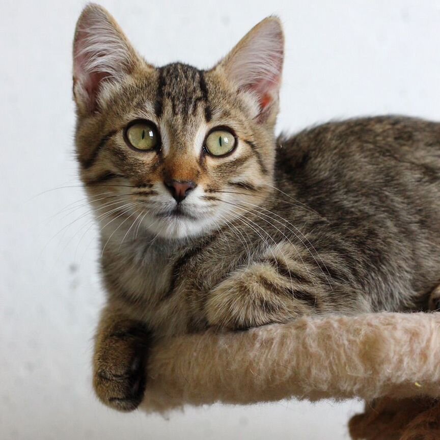 Которебенок в добрые руки