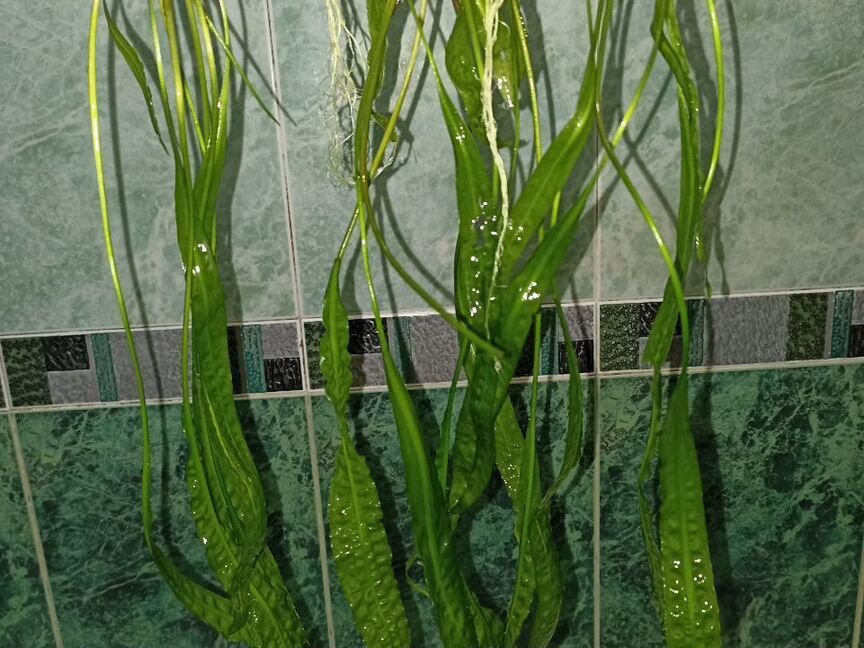 Аквариумное расписание Криптокорина