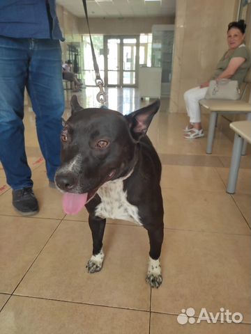 Красивый пес в добрые руки