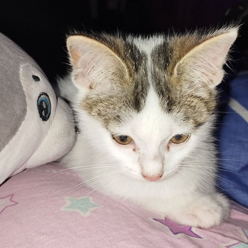 Котята