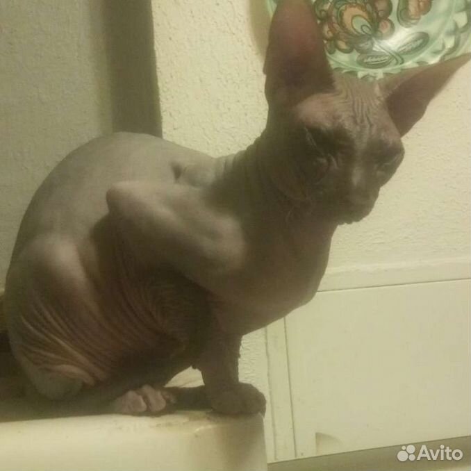 Кот сфинкс вязка