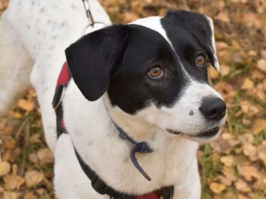 Преданная Тэфи ищет дом