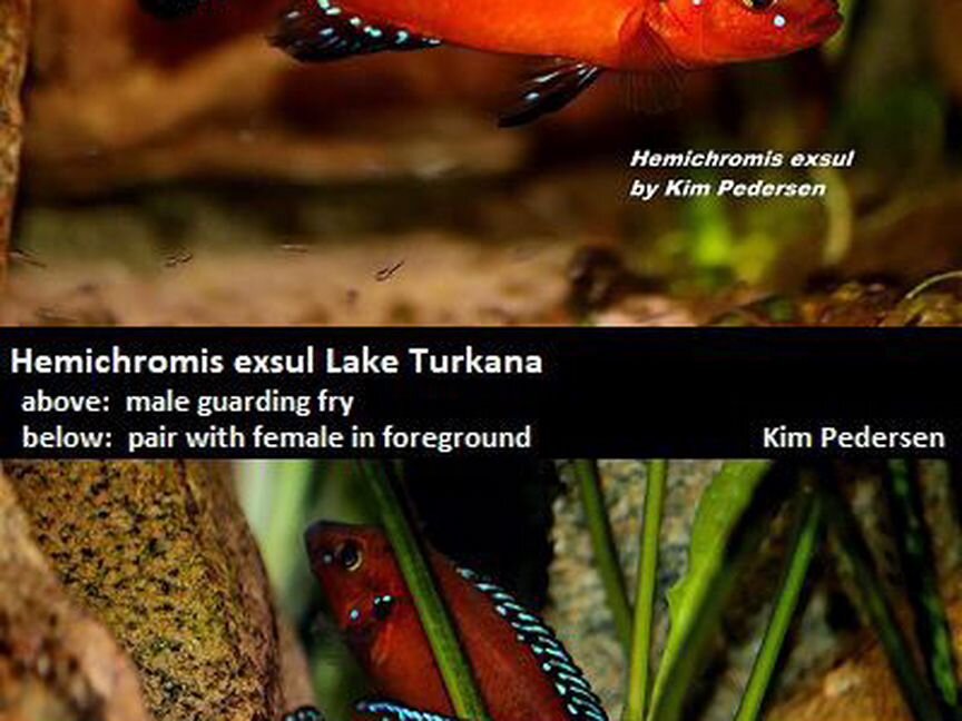 Hemihromis exul (Хромис эксул)
