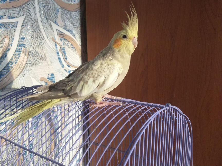 Птицы корелла