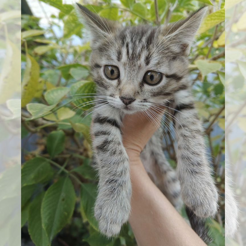 Отдам котенка