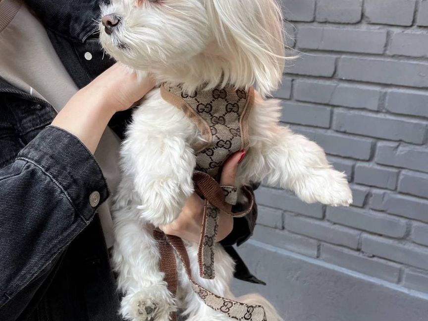 Шлейка и поводок для животных