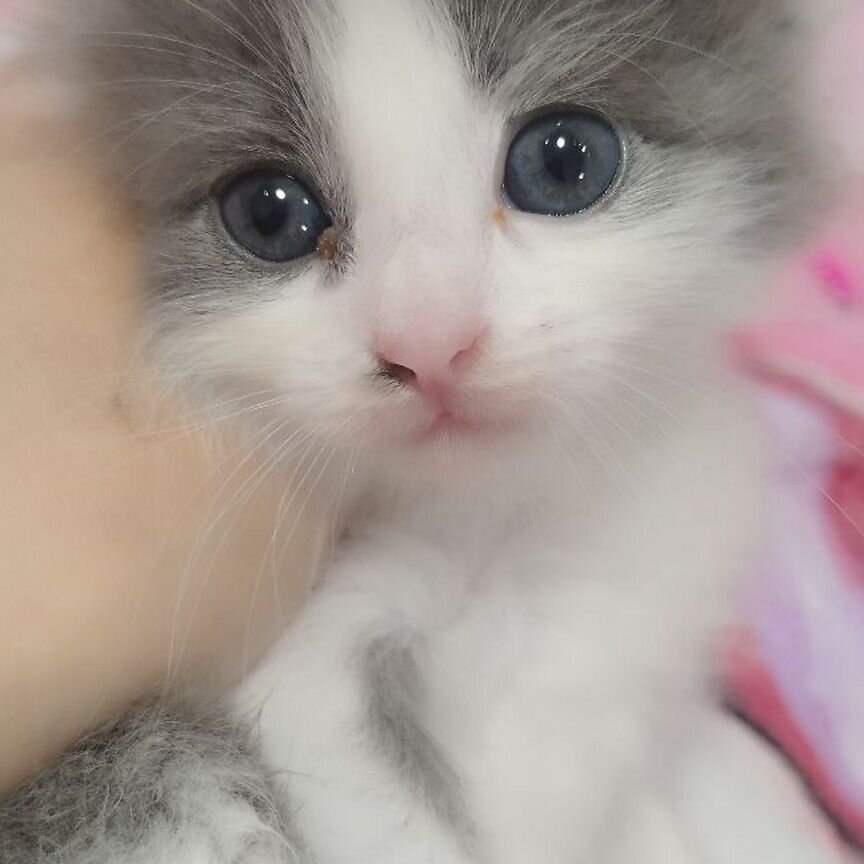 Котенок в добрые руки мальчик