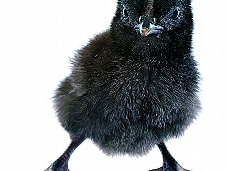 Аям цемани (чернокожие куры) и ухей илюй