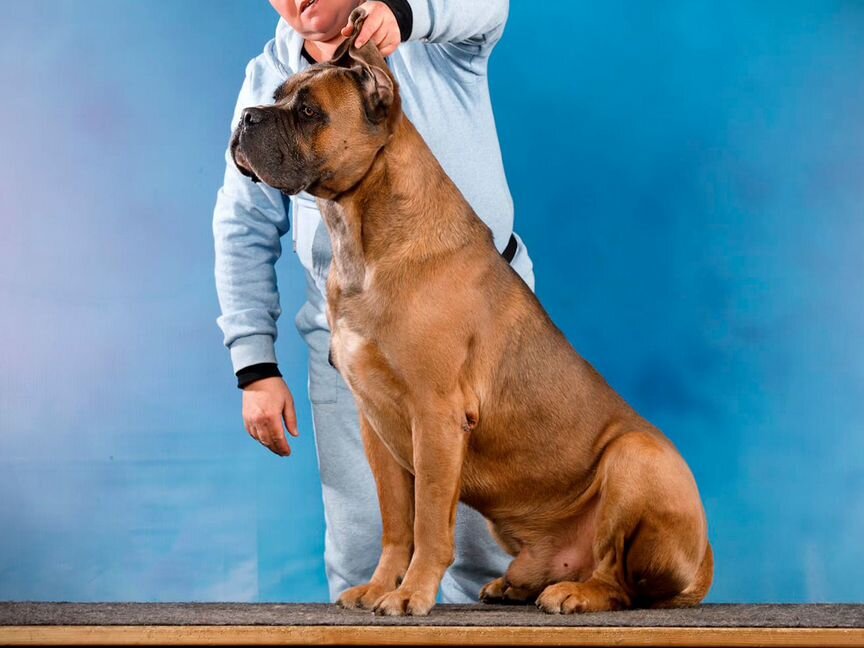 Кане Корсо кобель вязка