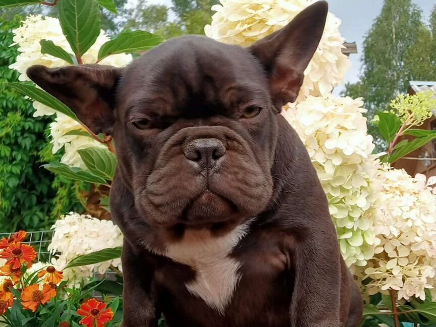 Мальчик и Девочка Французкий бульдог