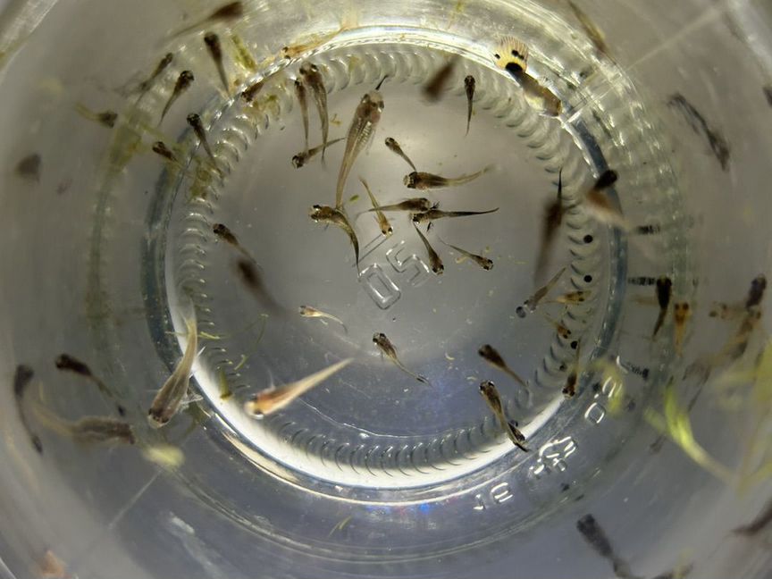 Живой корм для хищных рыб