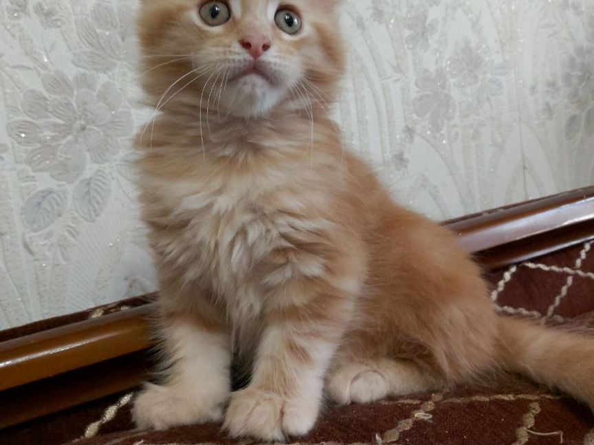 Котята мейн-кун