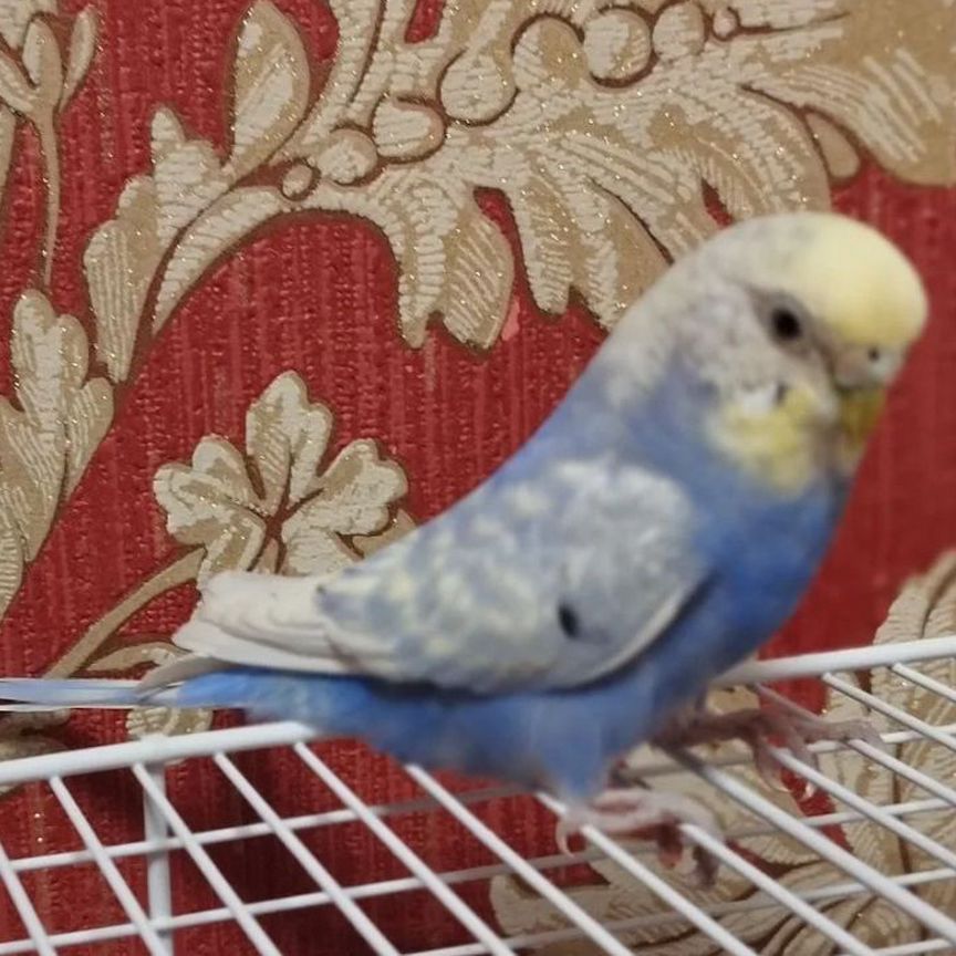 Волнистый попугай самка