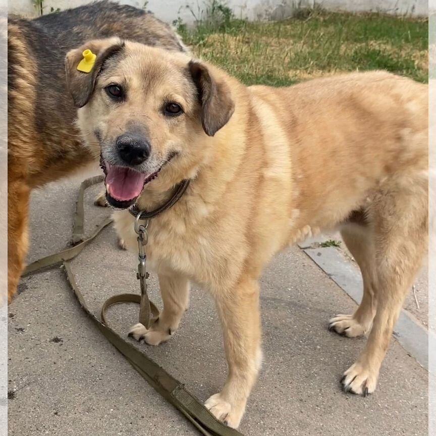 Взрослая собака в добрые руки