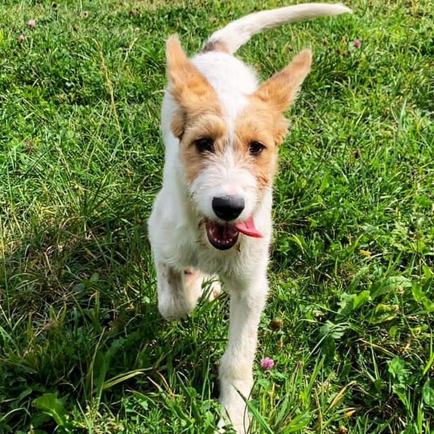 Щенки В добрые руки