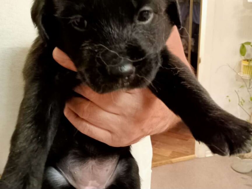 Щенки помесь голден ретривера