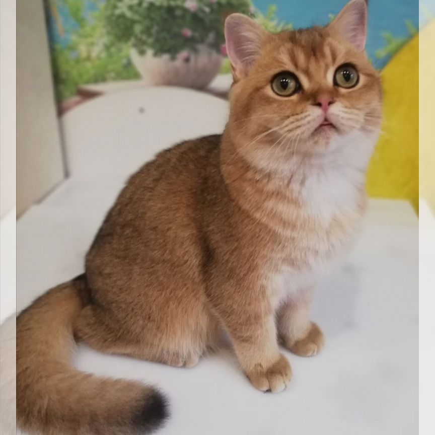 Британская золотая шиншилла